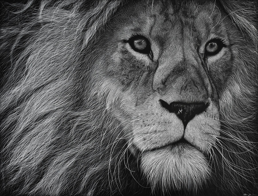 Aslan Drawing by Brittany Johnson | Fine Art America