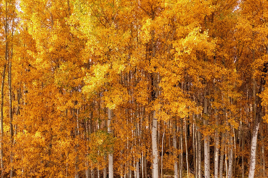 Aspen Forest Fall Colors Photograph by Christopher Johnson - Fine Art ...
