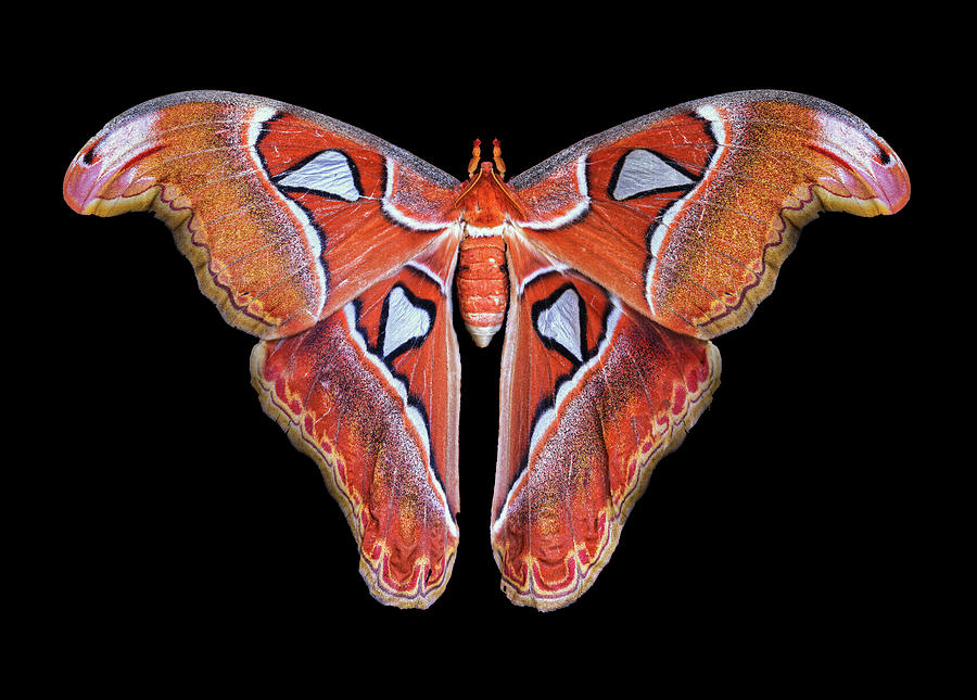 Atlas Moth, Attacus atlas Photograph by Joshimer Binas - Fine Art America
