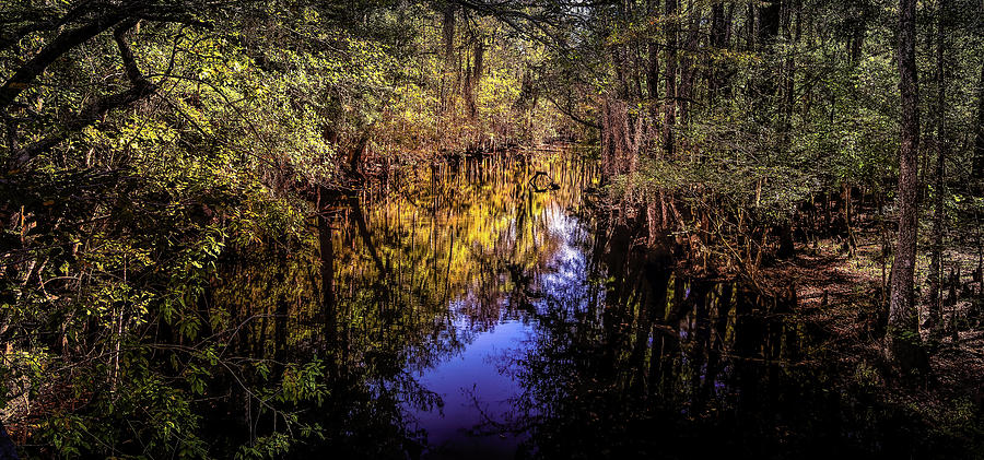 Audubon Center and Sanctuary at Francis Beidler Forest Photograph by Norma Brandsberg - Pixels