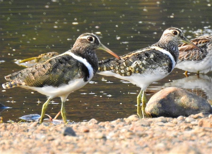 Australian painted snipe 1 Photograph by Athol KLIEVE - Fine Art America