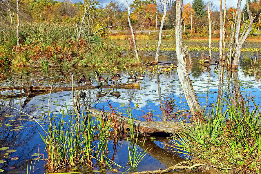 Autumn Morning at the Marsh Photograph by Marcia Colelli - Fine Art America
