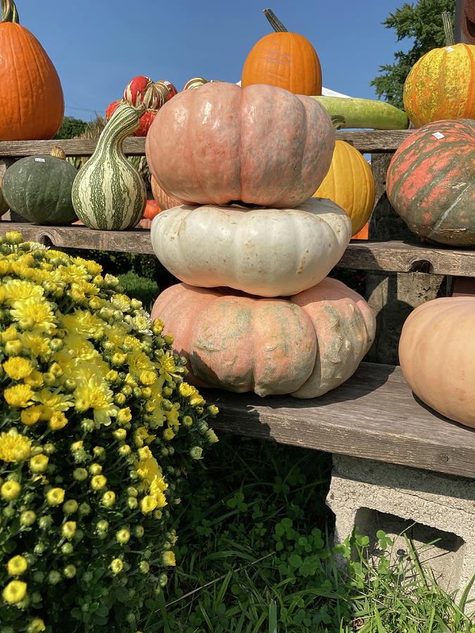 Autumn Pumpkins Display Photograph by Melissa F - Fine Art America