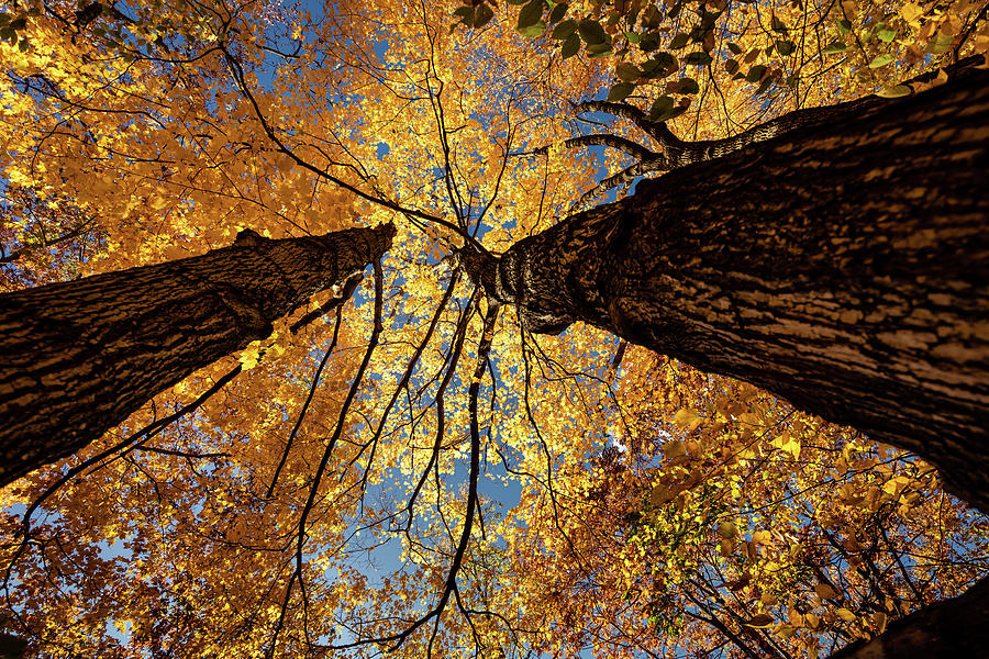 Autumn Tree Canopy 1 Photograph by Craig A Walker - Fine Art America