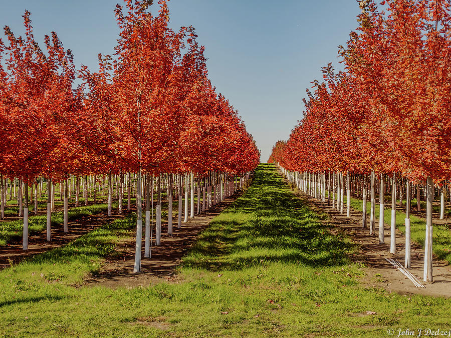 Autumn Tree Farm Photograph by John Dedzej - Fine Art America