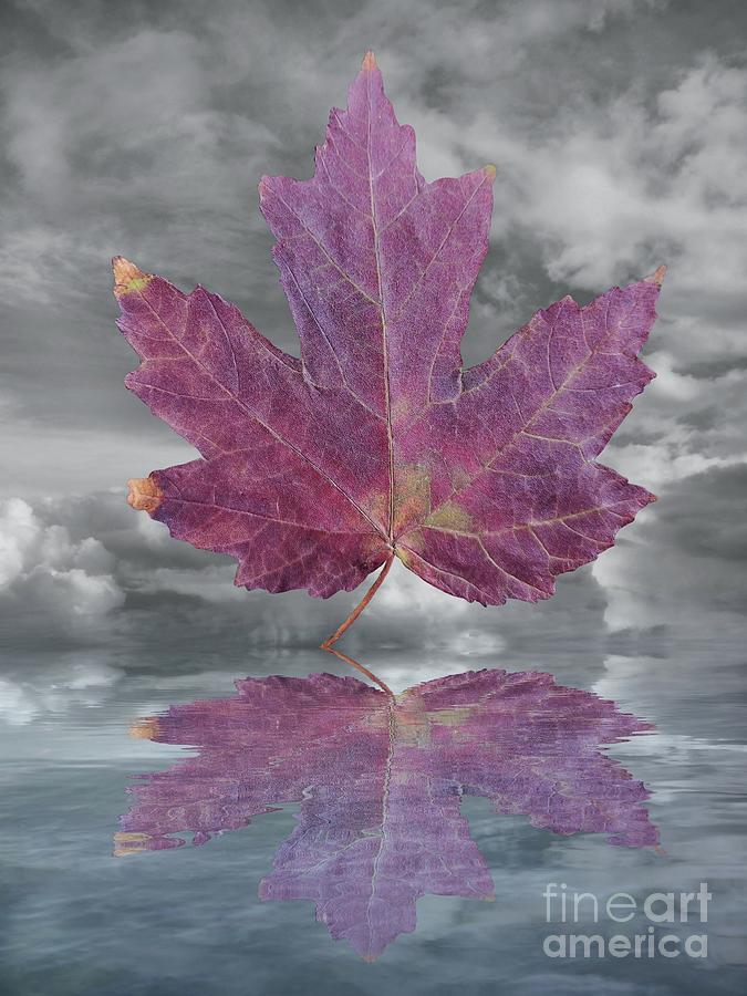 Autumnal background with maple leaf in sea reflection Photograph by ...