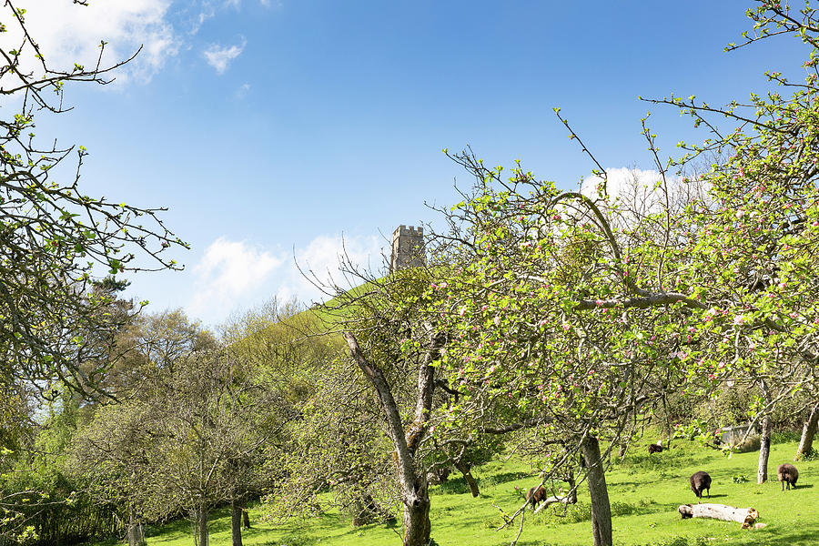 Avalon Orchard Blossom Photograph by Peter R Longden - Pixels