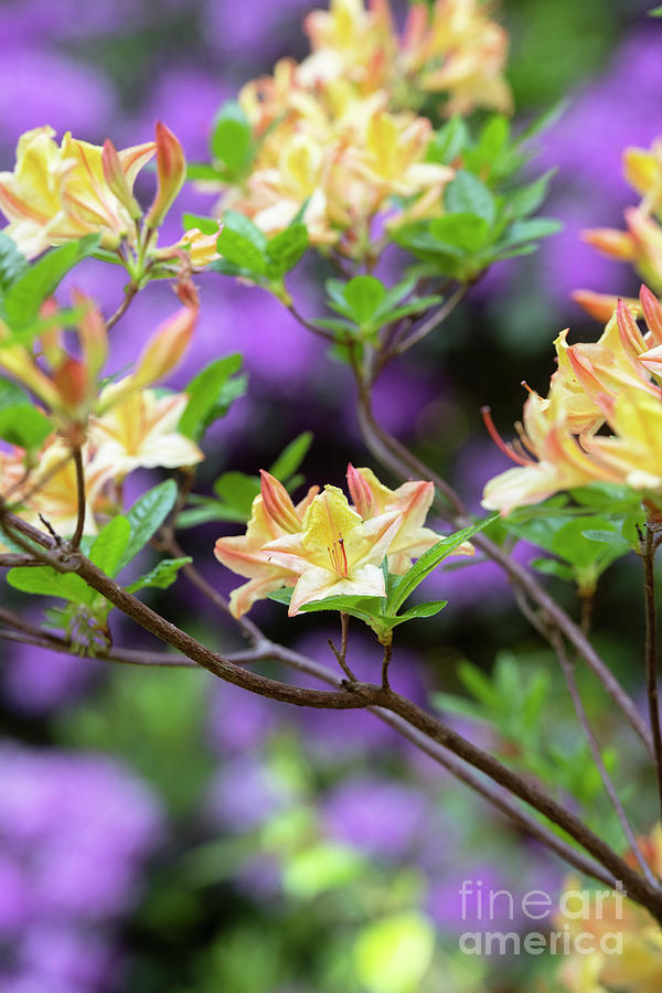 Azalea Chanel in Spring Photograph by Tim Gainey