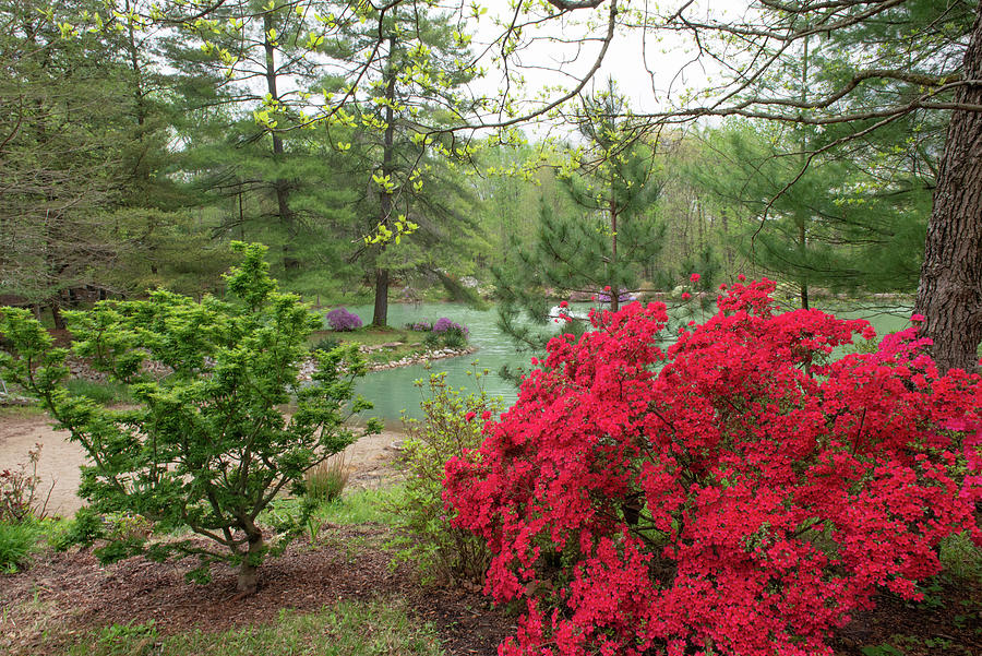 Azelea Tree and beautiful pond-Park County, Indiana Photograph by ...
