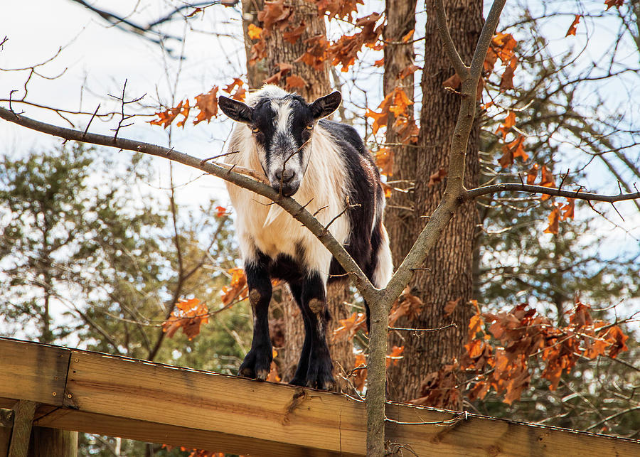 Baaaaa...d Boy Photograph by David Beard - Fine Art America