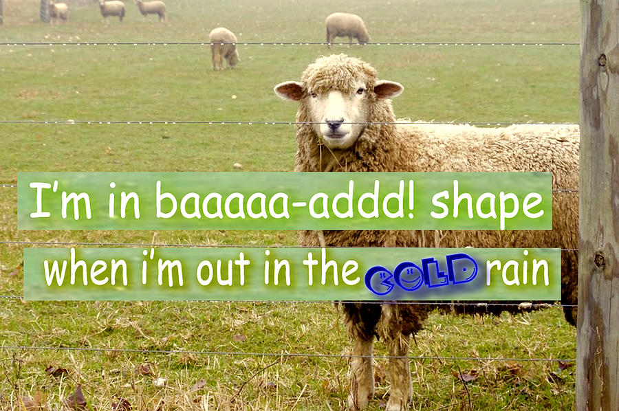 Baaaaad Sheep Photograph by Stephen Tulcus - Fine Art America