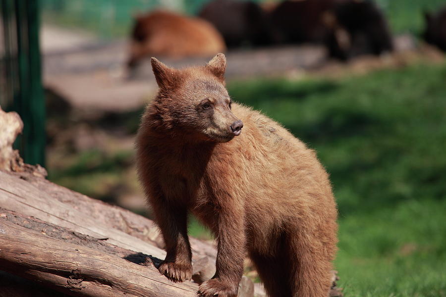 Baby Brown Bear Photograph by M Mumford - Fine Art America
