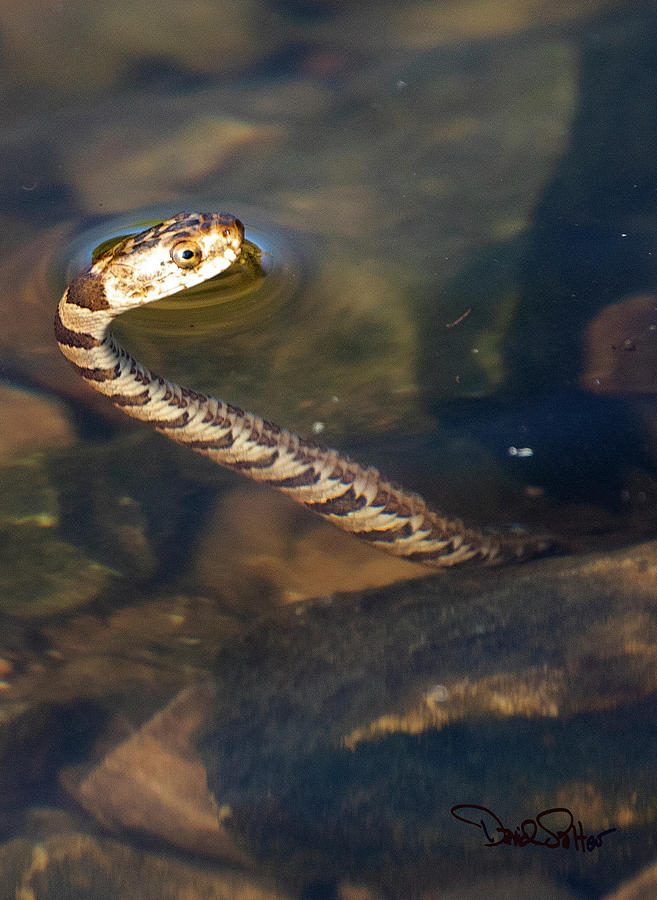 Baby Common Water Snake Photograph by David Salter - Fine Art America