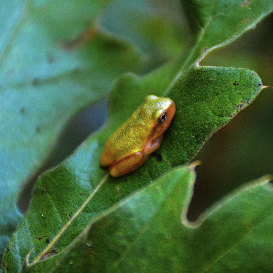 Baby Frog Photograph by Dylan Thompson - Fine Art America