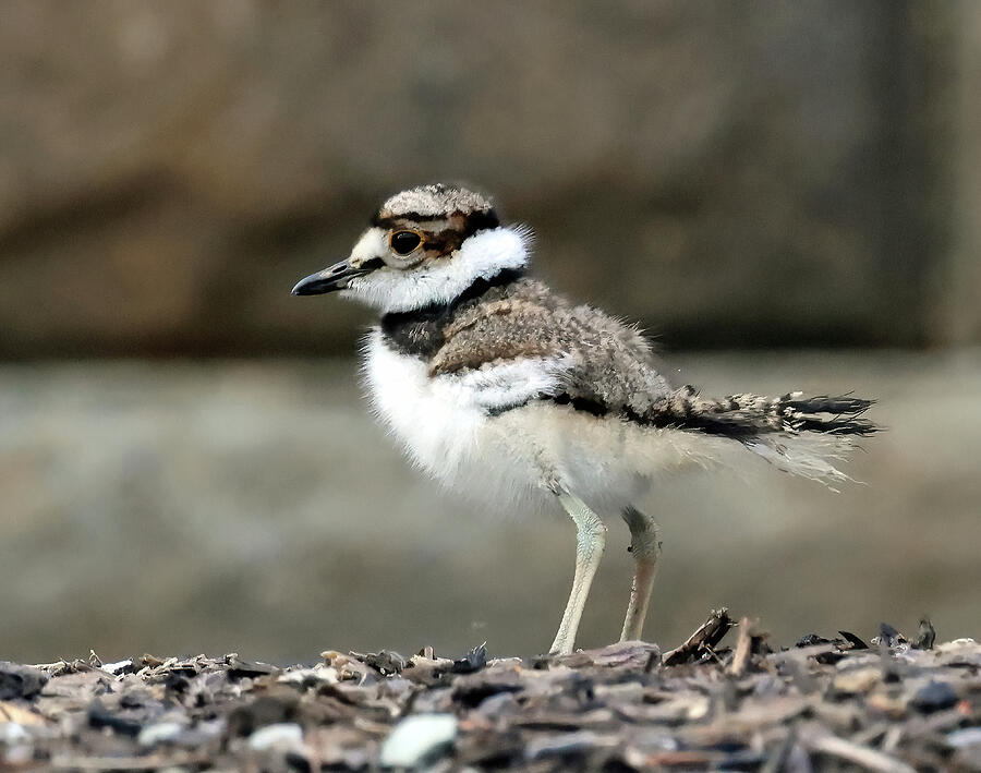 Baby Killdeer 835, Indiana Photograph by Steve Gass - Fine Art America