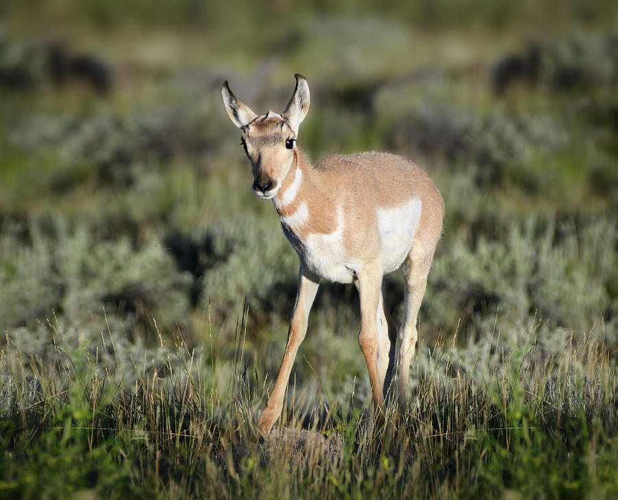 Baby Pronghorn Photograph by Angie Mossburg - Fine Art America