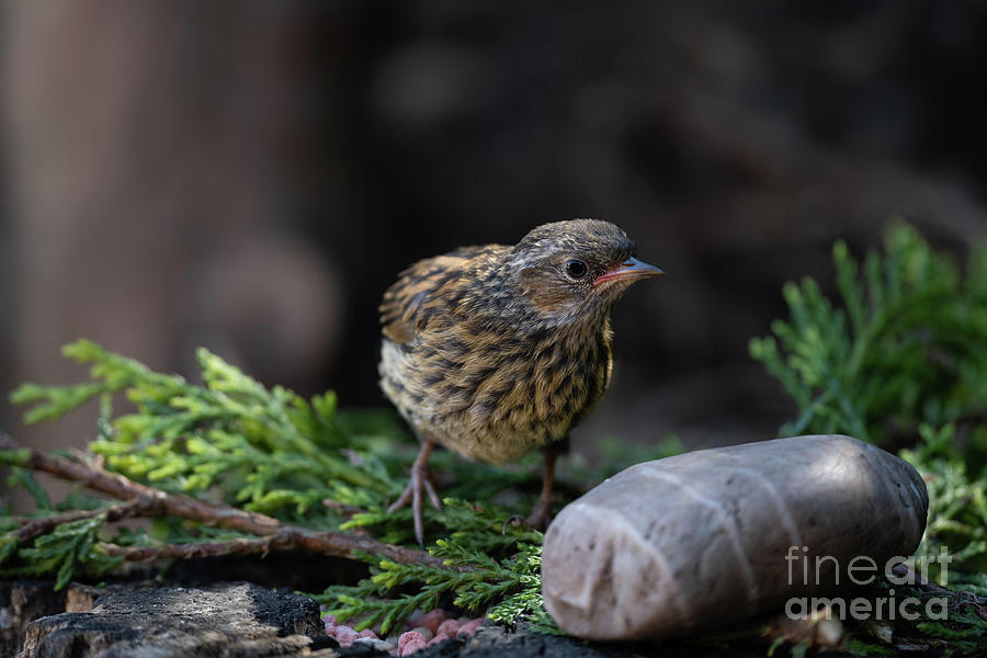 Baby Robin Photograph by Rawshutterbug - Fine Art America