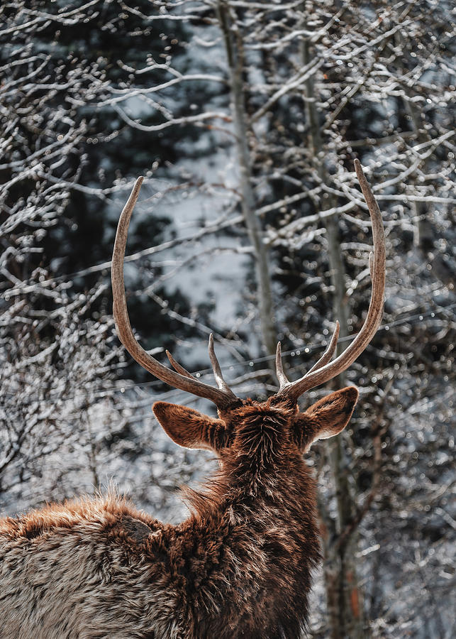 Back of the Bull Elk Photograph by Bella B Photography - Fine Art America