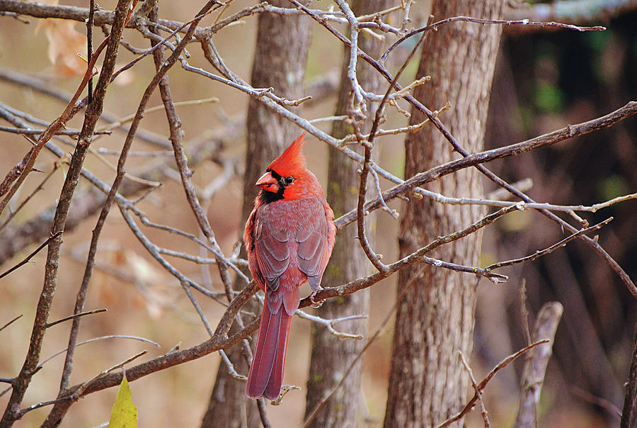 Back Sided Complement Red Cardinal Photograph by Gaby Ethington - Fine ...