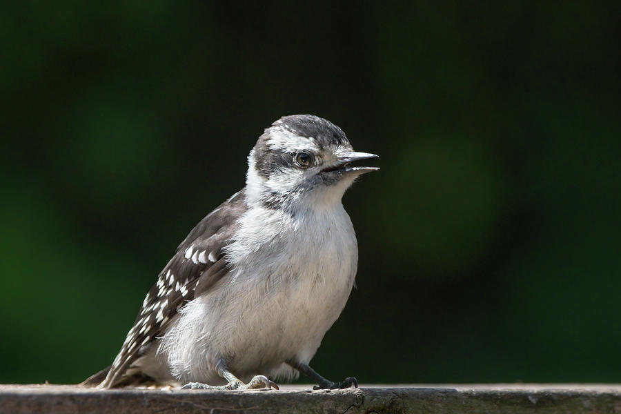 Backyard Baby Downy Woodpecker 2022 02 Photograph by Judy Tomlinson ...