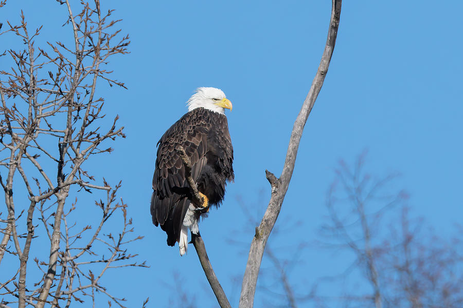 Bald Eagle 2023 05 Photograph by Judy Tomlinson - Fine Art America
