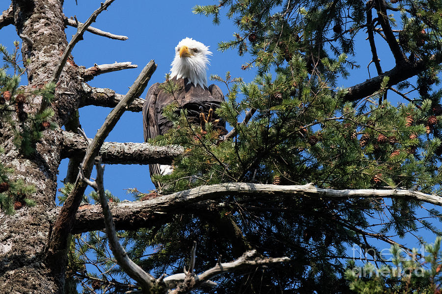 Bald Eagle 3 Photograph by Bob Christopher - Fine Art America