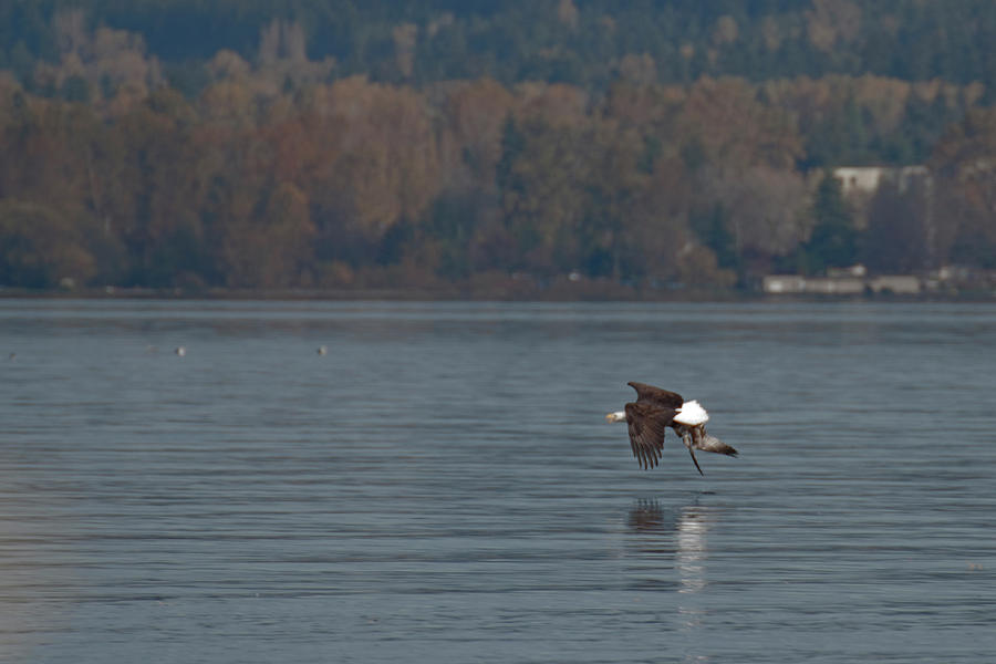 Bald Eagle Catch 2016110800008 Photograph by Robert Braley - Fine Art ...