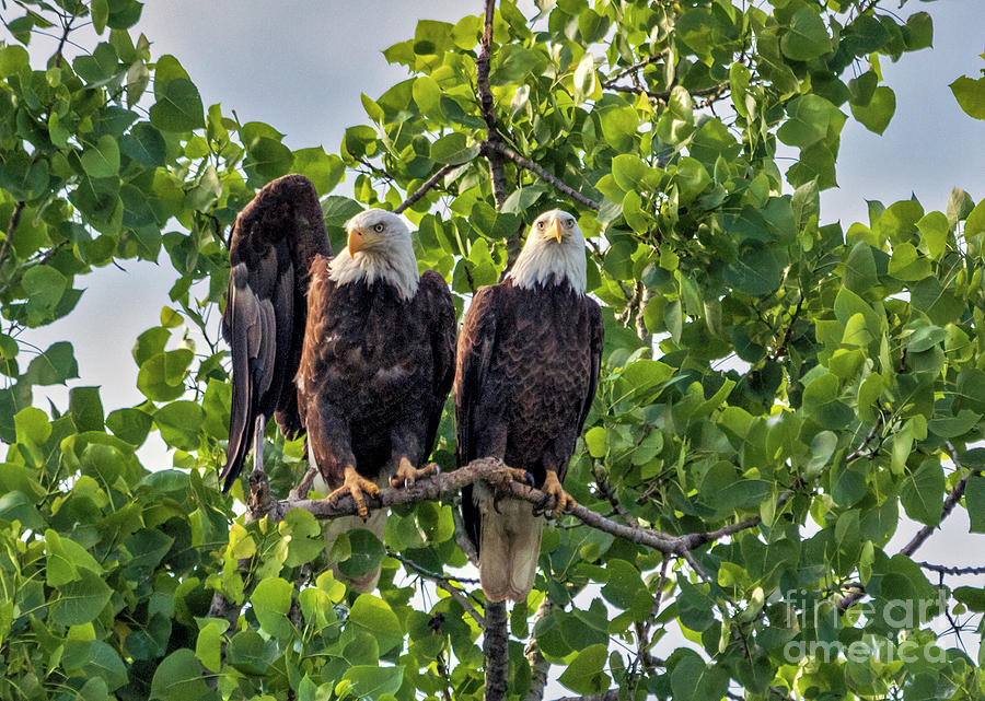 Bald Eagle Couple Ohio Photograph by Teresa Jack | Pixels