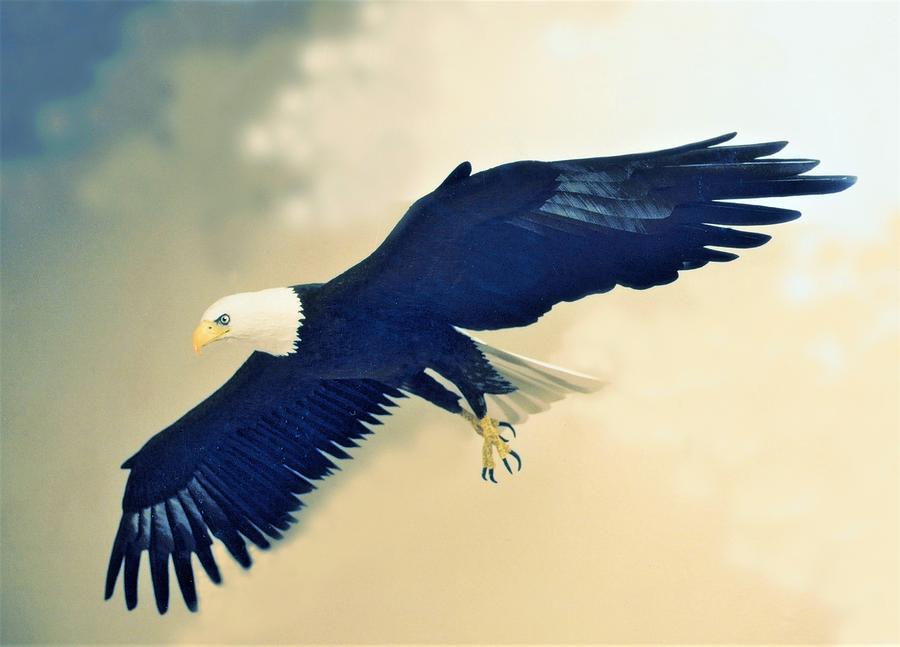 Bald Eagle Sculpture by Daniel McQuestion - Fine Art America