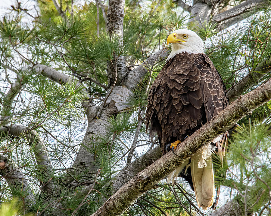 Bald Eagle In Pine Tree Photograph By Roger Swieringa Pixels