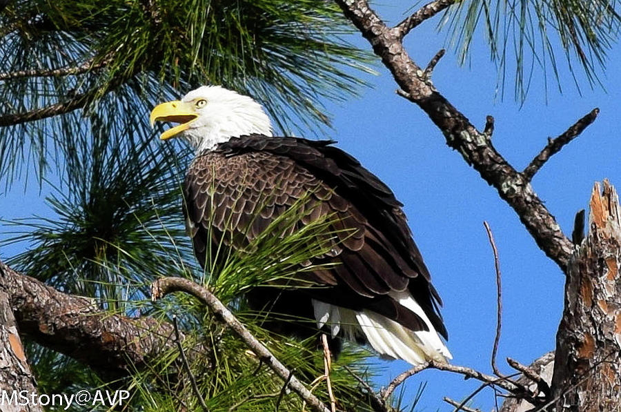 Bald Eagle Photograph by Mark Stonecipher | Pixels