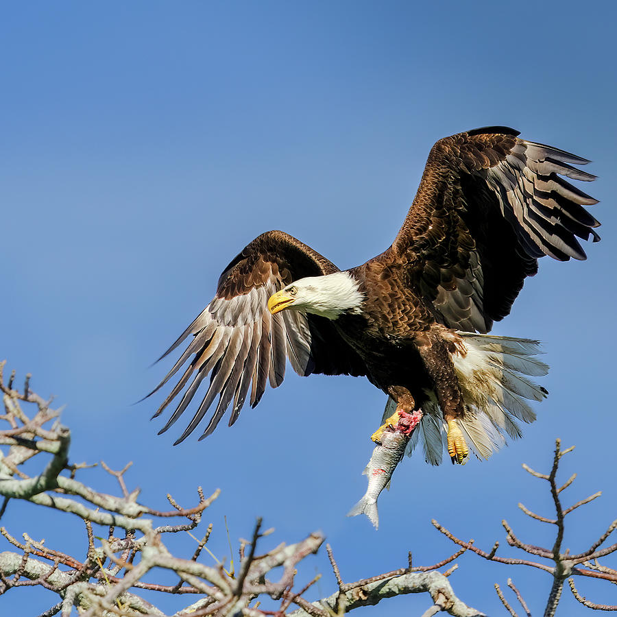 Bald Eagle Prey 2 Photograph by Matthew Keiber - Fine Art America