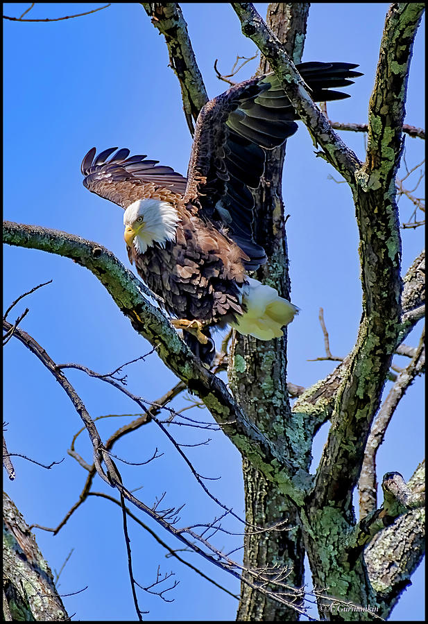 Bald Eagle Spotting Prey Photograph by A Macarthur Gurmankin - Fine Art ...