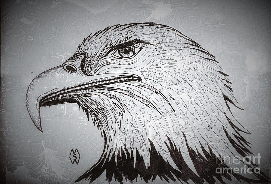 Bald Eagle study Drawing by Matt Starr - Fine Art America