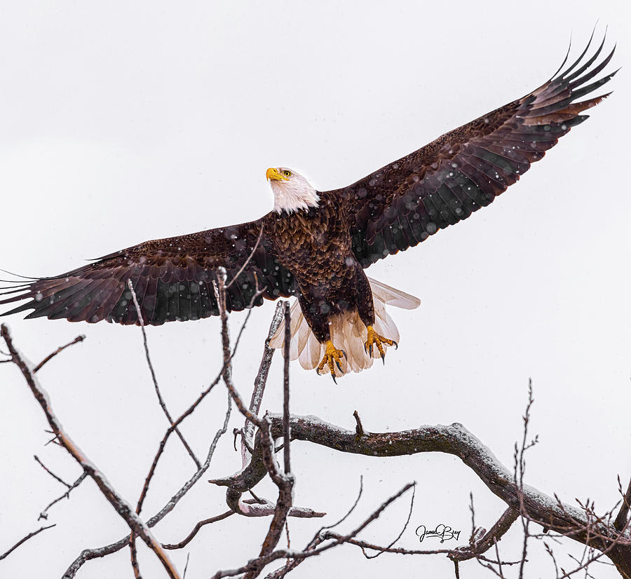 Bald eagle taking flight in falling snow Photograph by James Brey - Pixels
