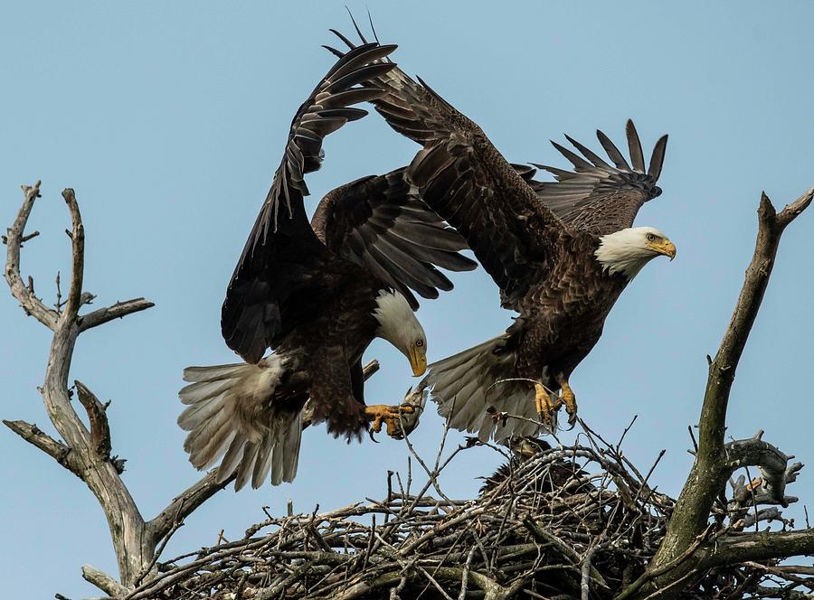 Bald Eagles Nesting - 3 Photograph by David Bearden - Pixels