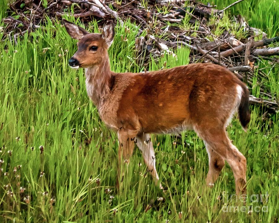 Bambi 2 Photograph By Jack Andreasen Fine Art America