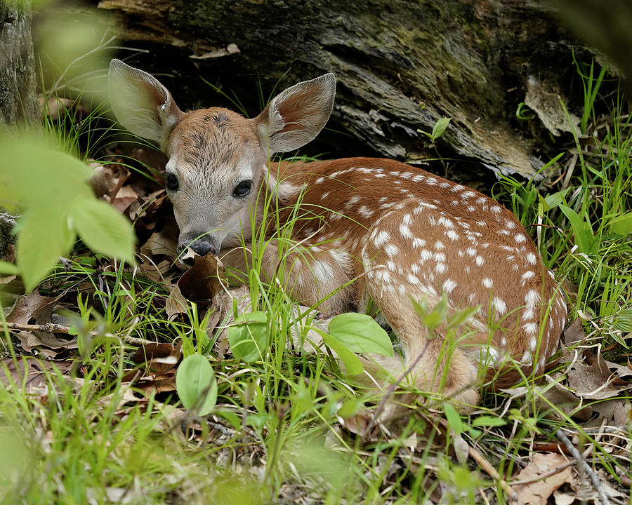 Bambi 2 Photograph By Mike Dickie Fine Art America