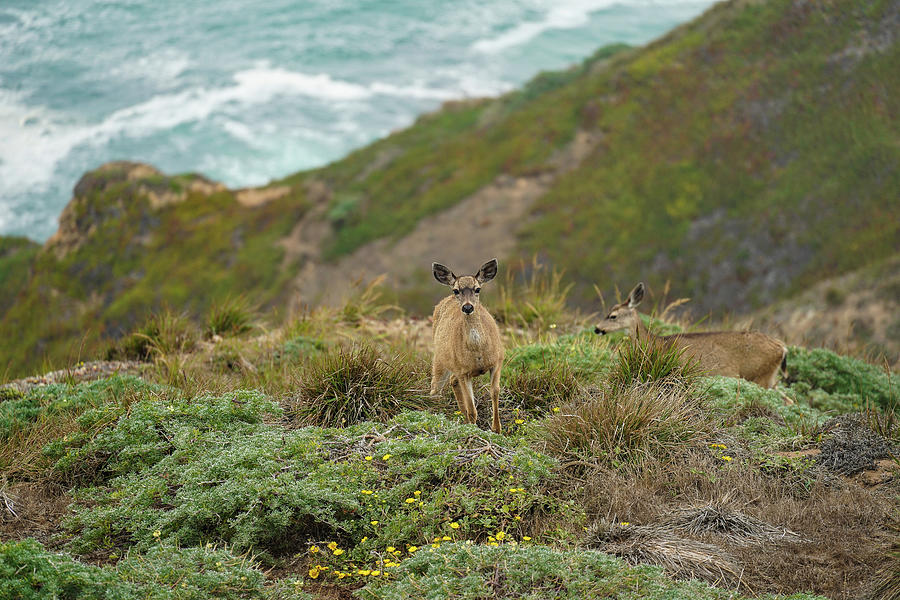 Bambi Photograph By Eugene Resh Fine Art America