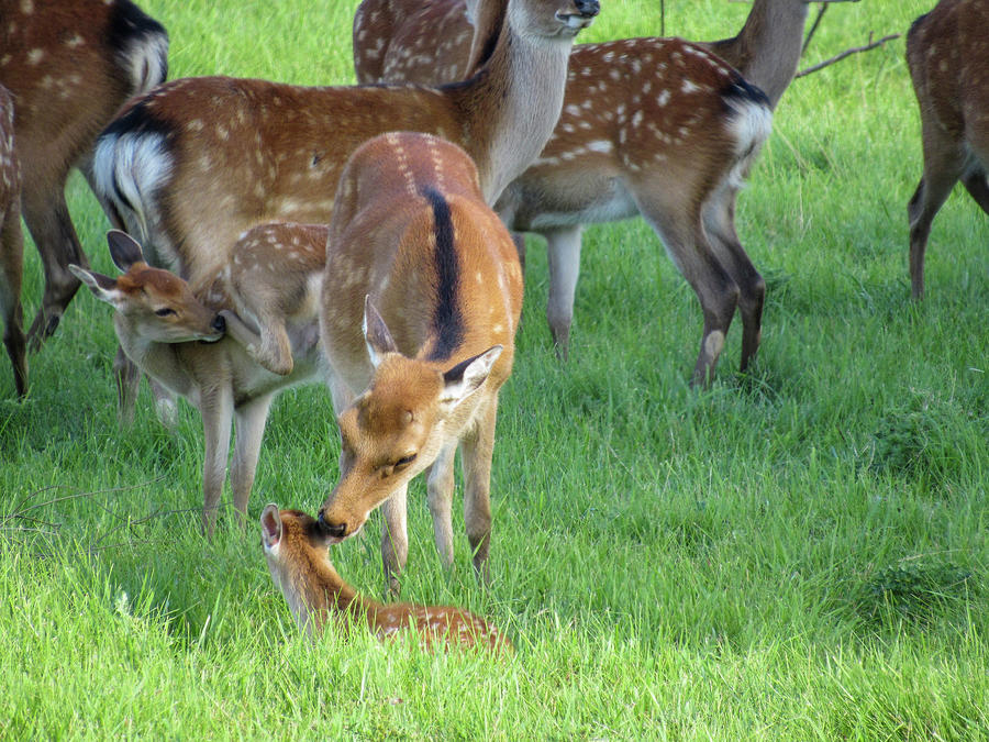 Bambi Love Photograph By Sara Evans Fine Art America