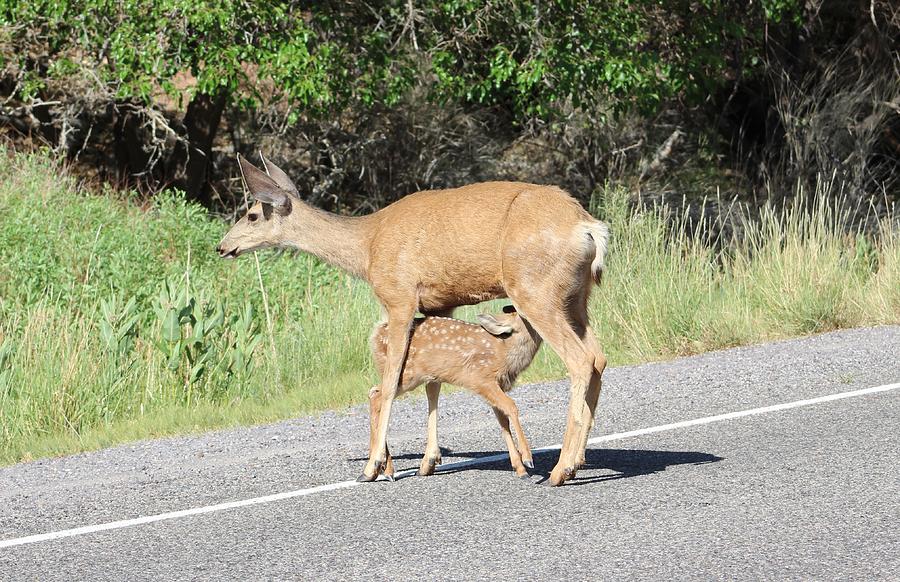 Bambi Pitstop Photograph By Brent Jacobs Fine Art America
