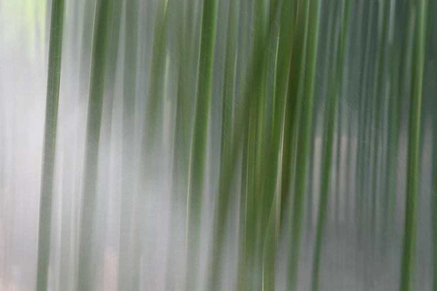Bamboo Watering Photograph By Siyano Prach
