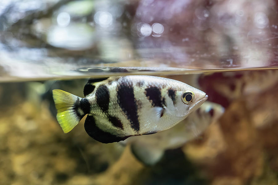 Banded Archerfish Toxotes Jaculatrix Photograph by Artur Bogacki - Fine ...