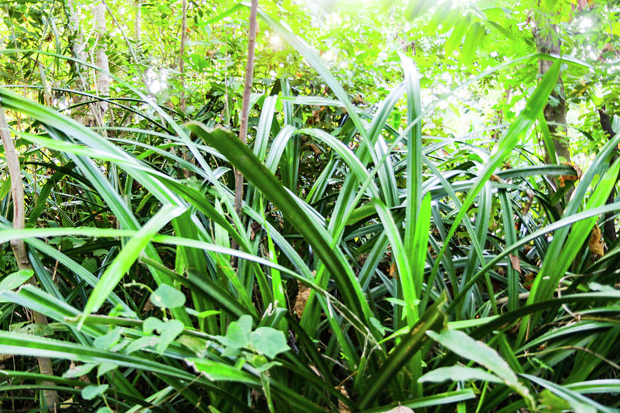 Banig Plant Photograph by William E Rogers - Fine Art America