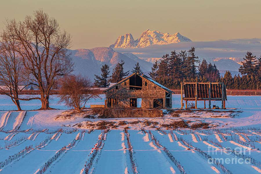 Bare Roots Photograph by Randy Small - Fine Art America