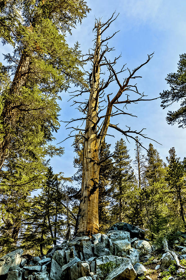 Bare Tree Photograph by Kelley King - Fine Art America