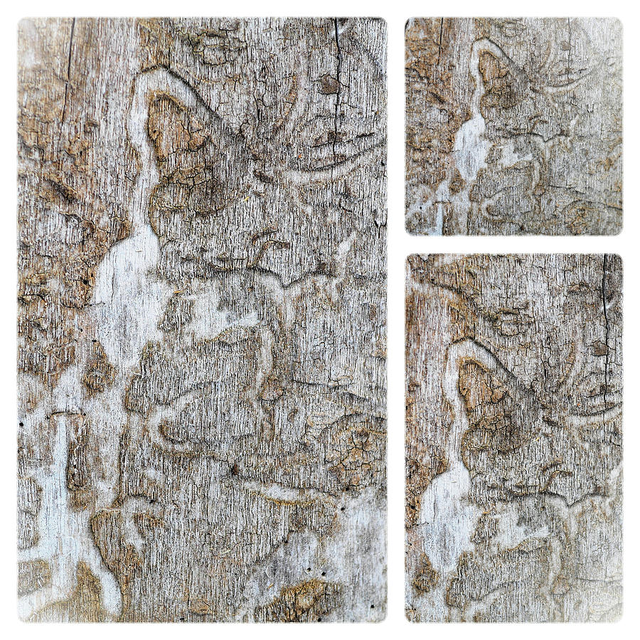 Barkless Tree Photograph by Tom Druin - Pixels