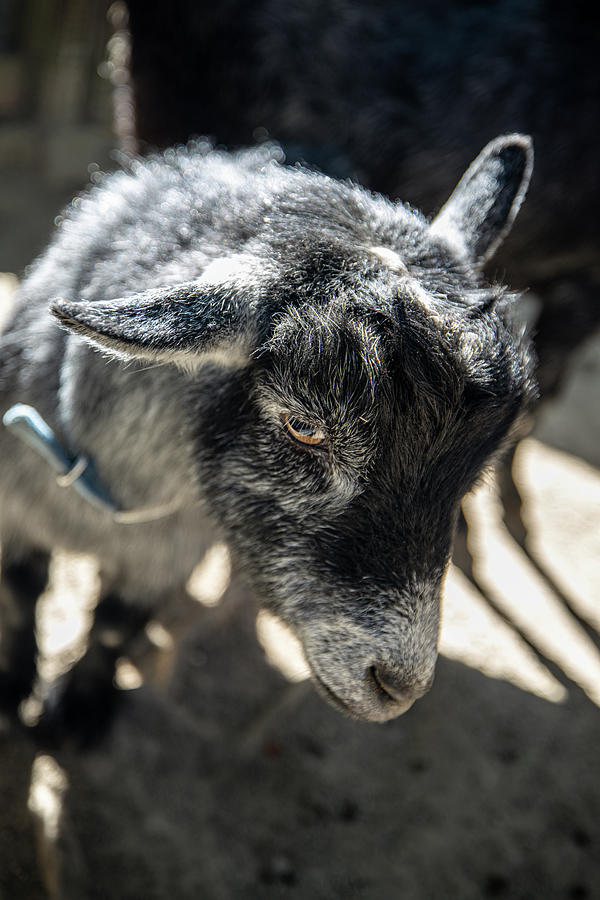Bashful Photograph by Patrick Lyon - Fine Art America