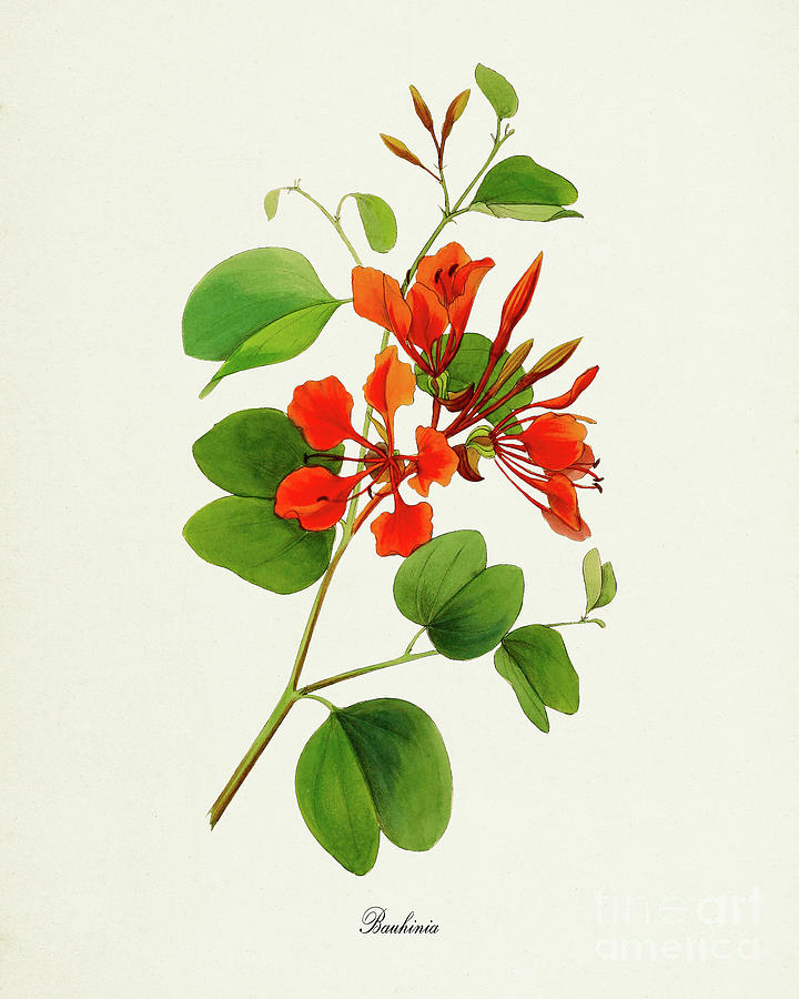 Bauhinia Flower Botanical Print Digital Art by Visual Design - Fine Art ...