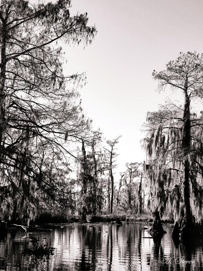 Bayou Photograph by Amy Stever - Fine Art America